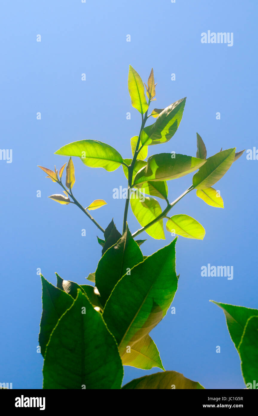 Green Lemon tree leaves on a blue sky background Stock Photo - Alamy