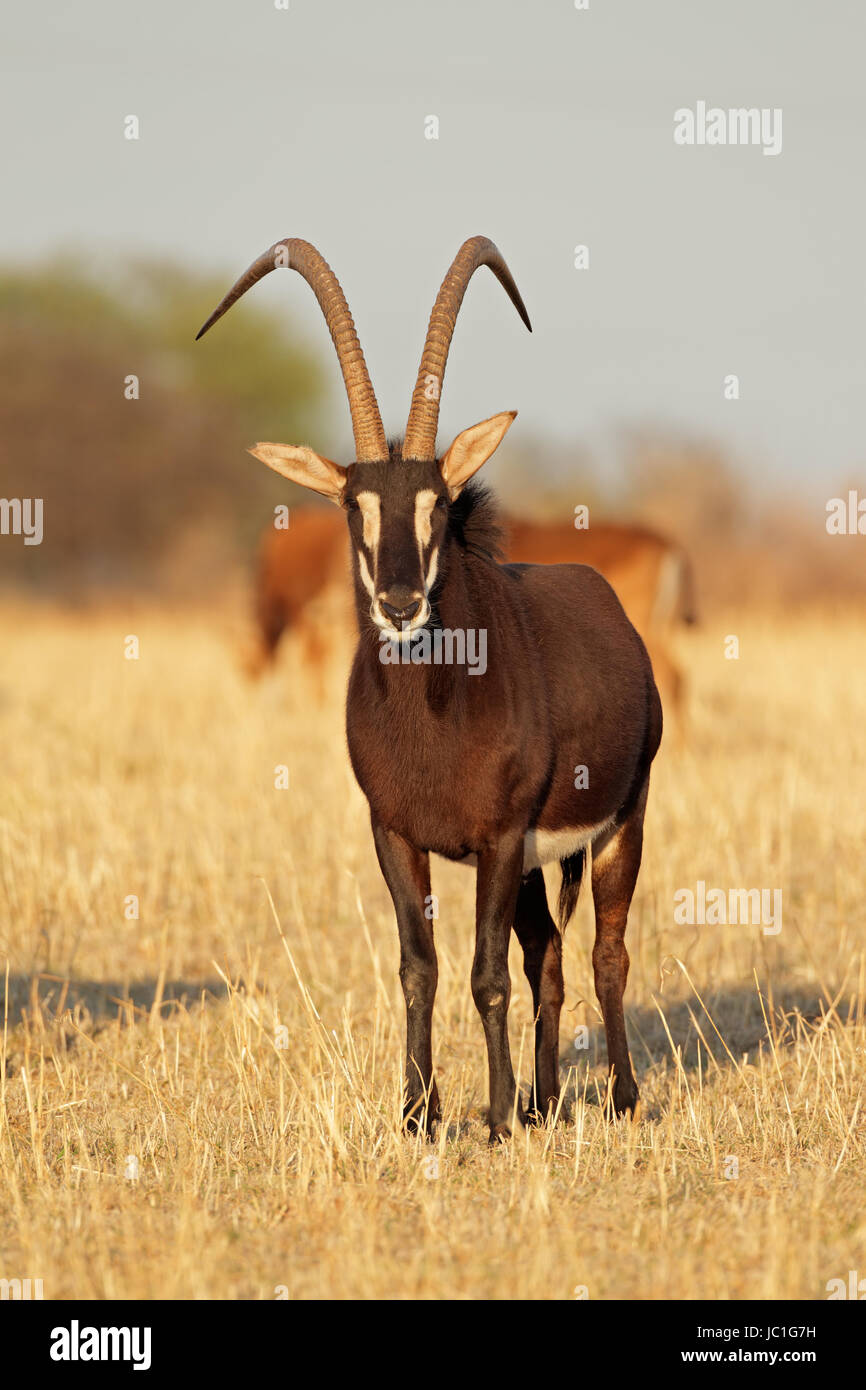 Male sable antelope (Hippotragus niger) with magnificent horns, South ...