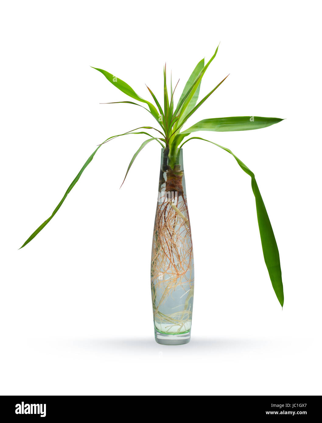 Particular vase shape hi-res stock photography and images - Alamy