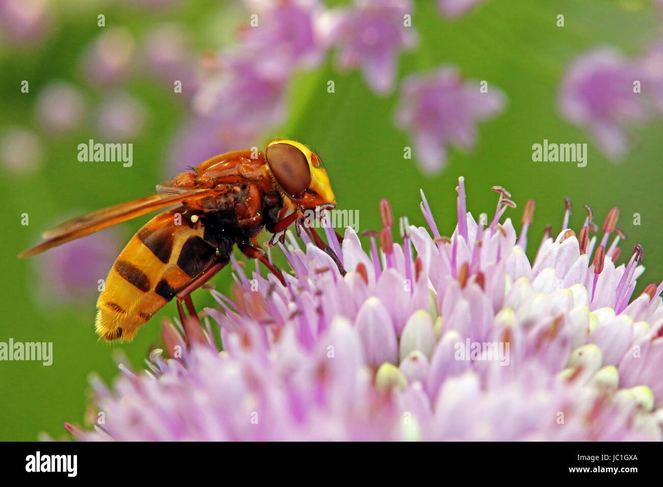 volucella volucella zonaria Stock Photo - Alamy