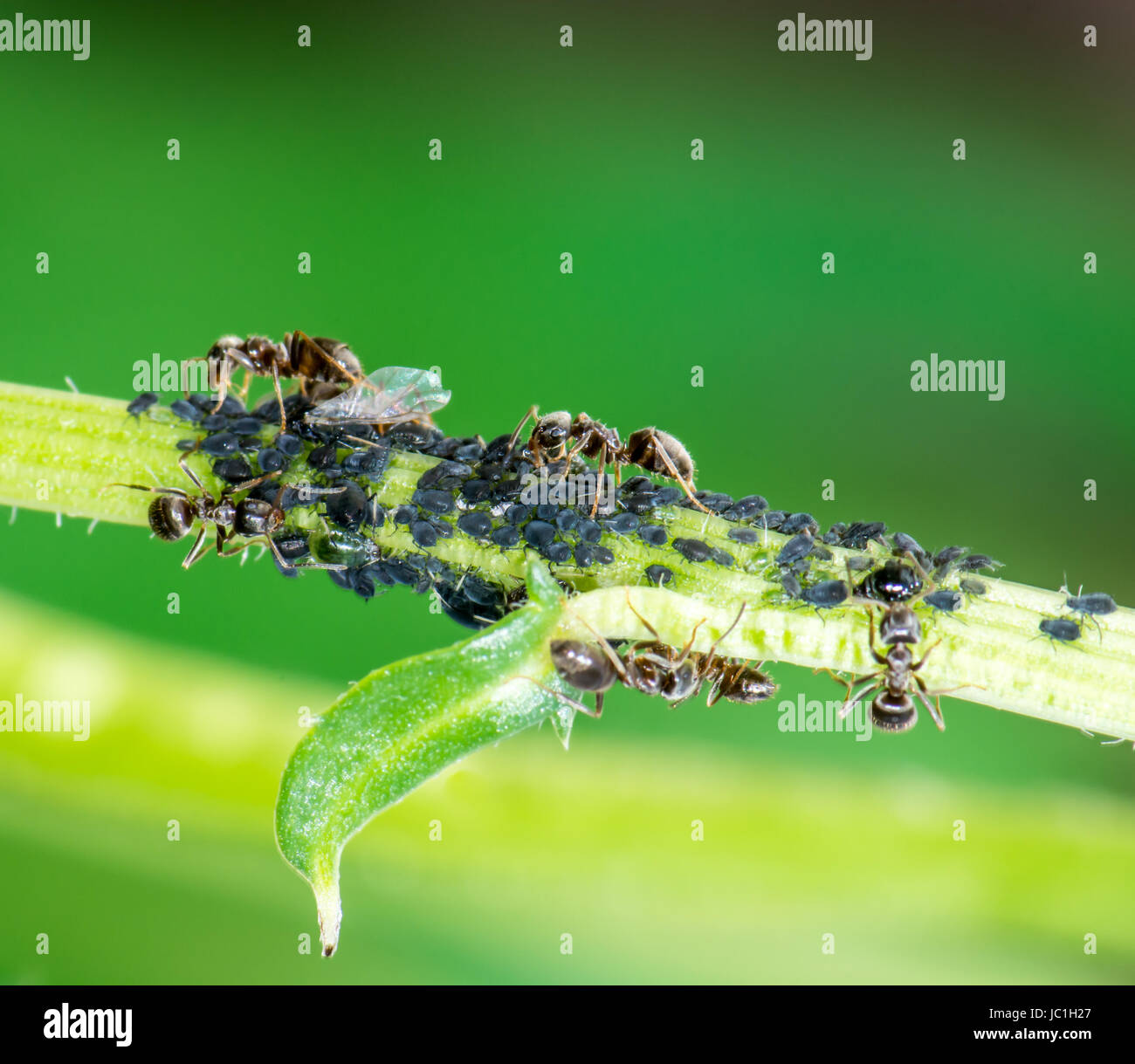 Lice and Ants on the stem of a flower Stock Photo - Alamy