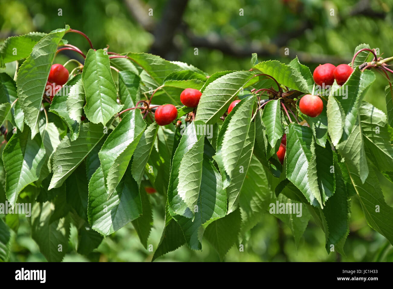 Cherries in the tree in spring time Stock Photo - Alamy