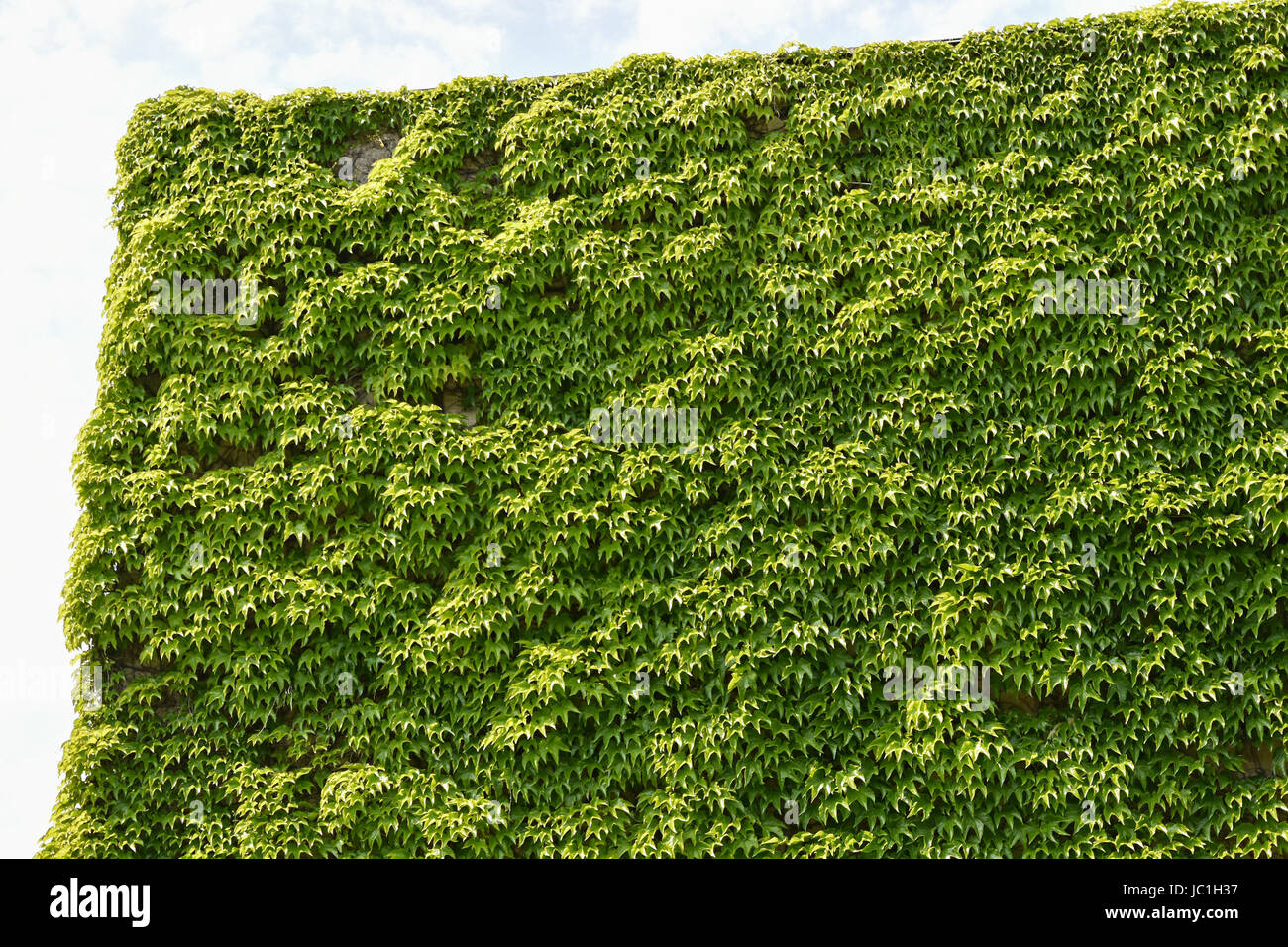 Wall of a building covered with climbing plant Stock Photo - Alamy