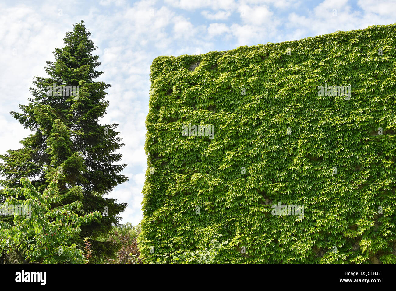 Wall of a building covered with plant leaves Stock Photo - Alamy