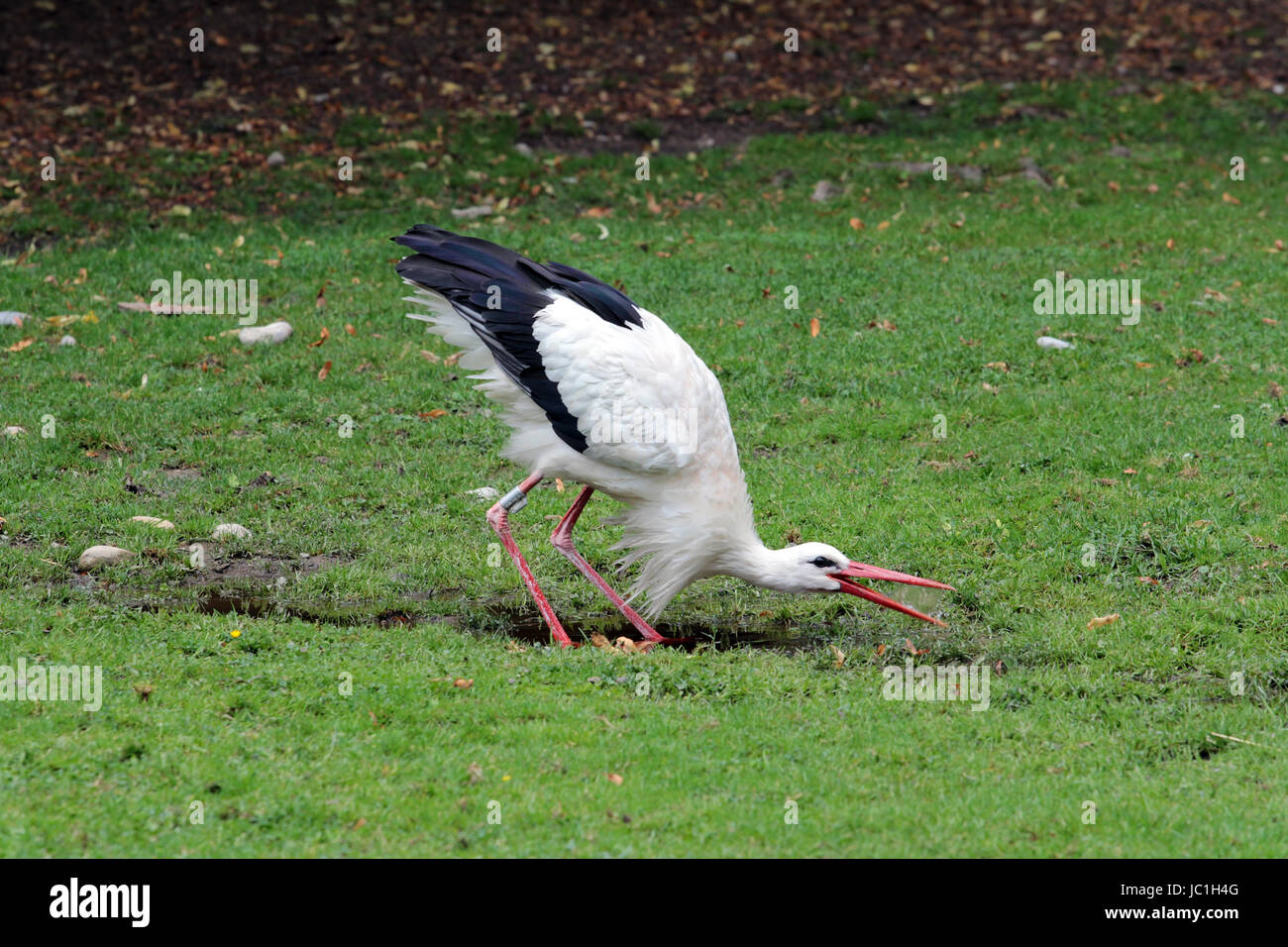 a stork while drinking Stock Photo - Alamy