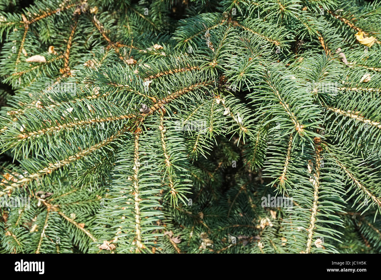 Christmas tree leaves hi-res stock photography and images - Alamy
