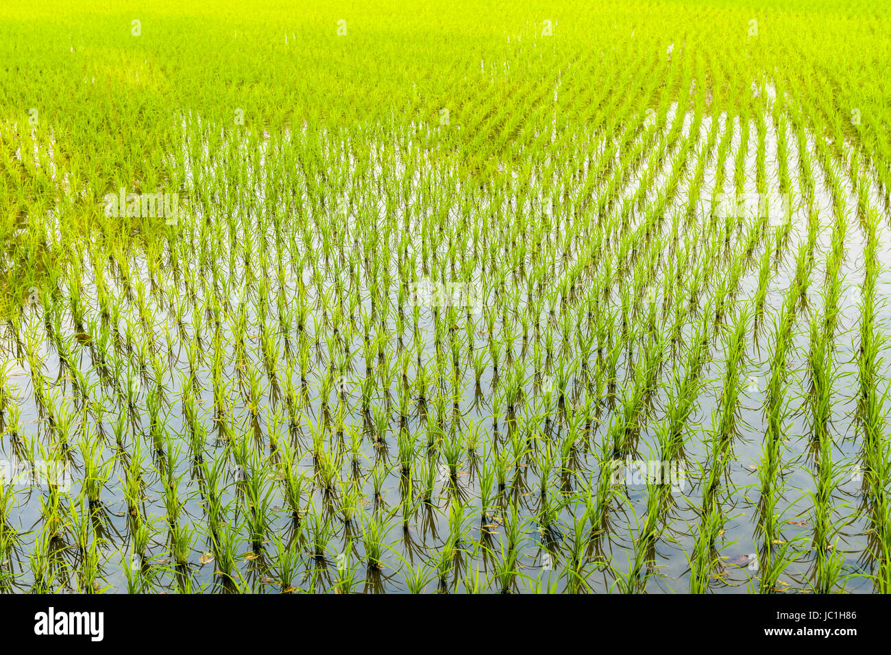 Rice fields with young rice plants in the rural surroundings of the ...