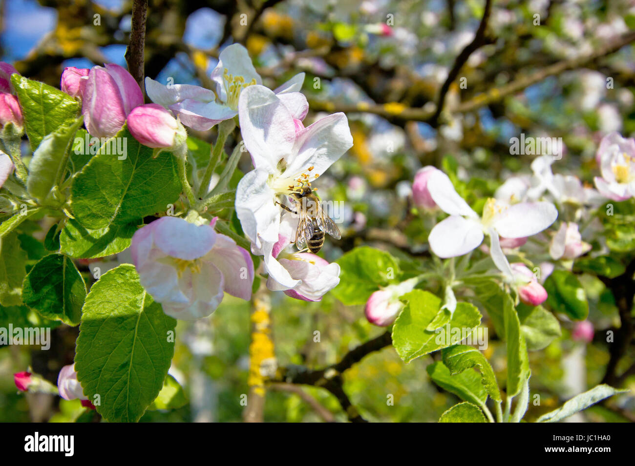 Bee on blossom tree in spring, green nature Stock Photo - Alamy