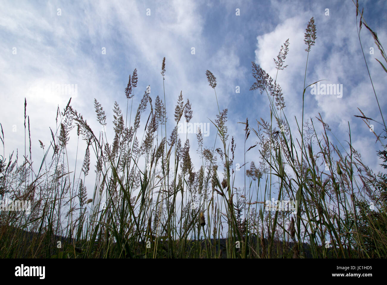 grasses in the wind Stock Photo - Alamy