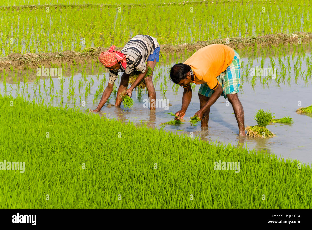 Rice cultivation india hi-res stock photography and images - Alamy