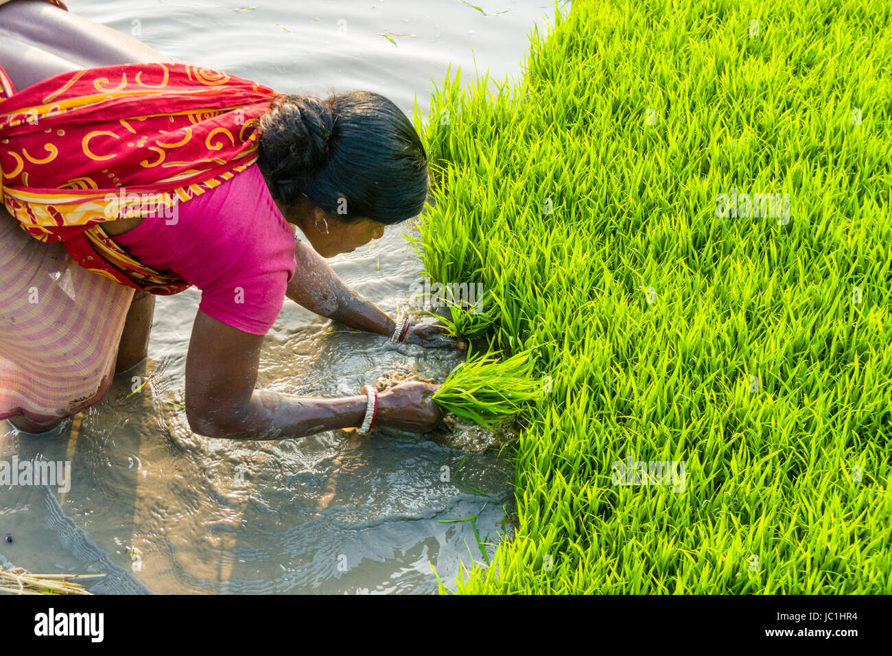 A woman, wearing a sari, is working on a rice field with young rice ...