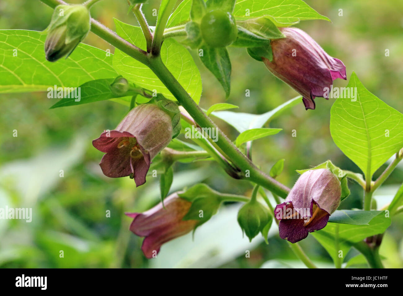 Belladonna poison hi-res stock photography and images - Alamy