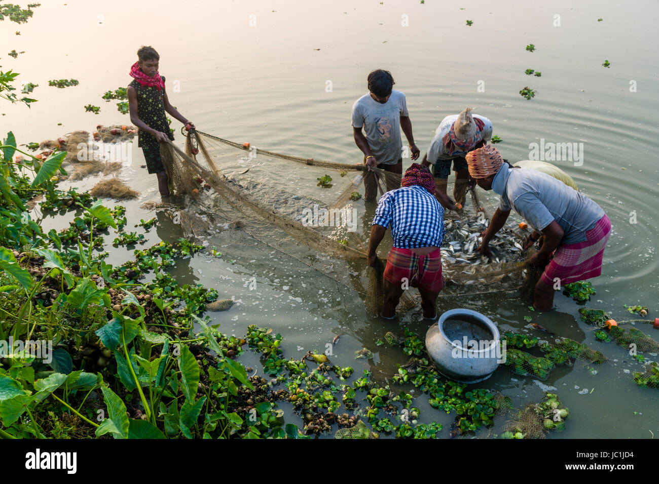 Fishermen are emptying the nets after catching fish in fish breeding ...