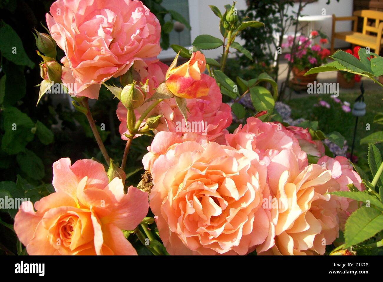 Heavenly roses hi-res stock photography and images - Alamy