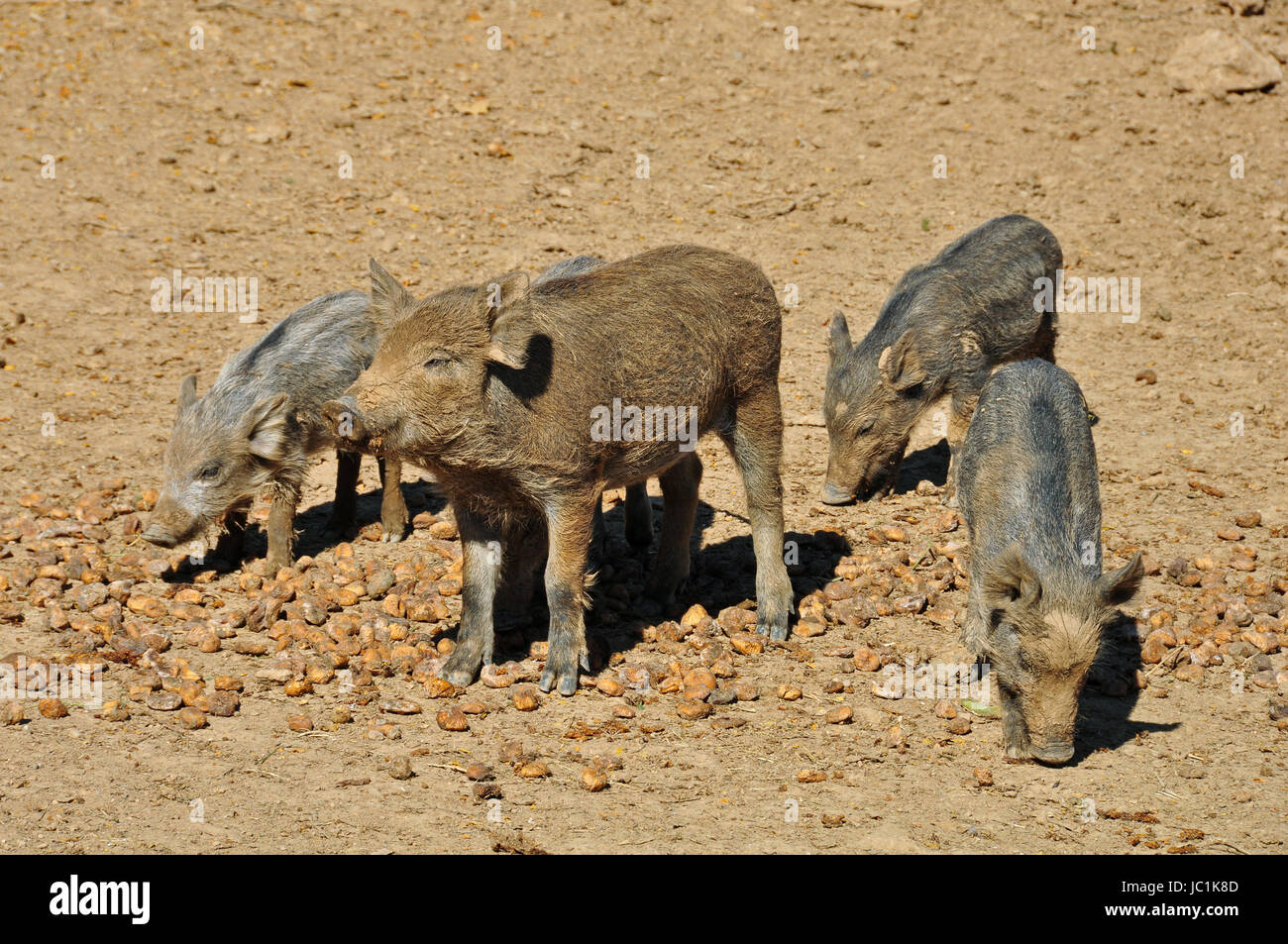 Wild boar animal and piglets feeding on figs Stock Photo - Alamy