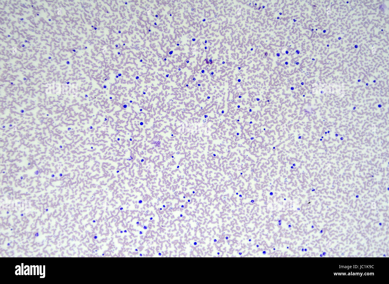 Microscopic world. Infected cat blood under microscope Stock Photo - Alamy