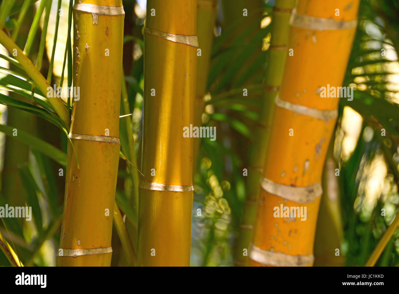 Shaping bamboo hi-res stock photography and images - Alamy