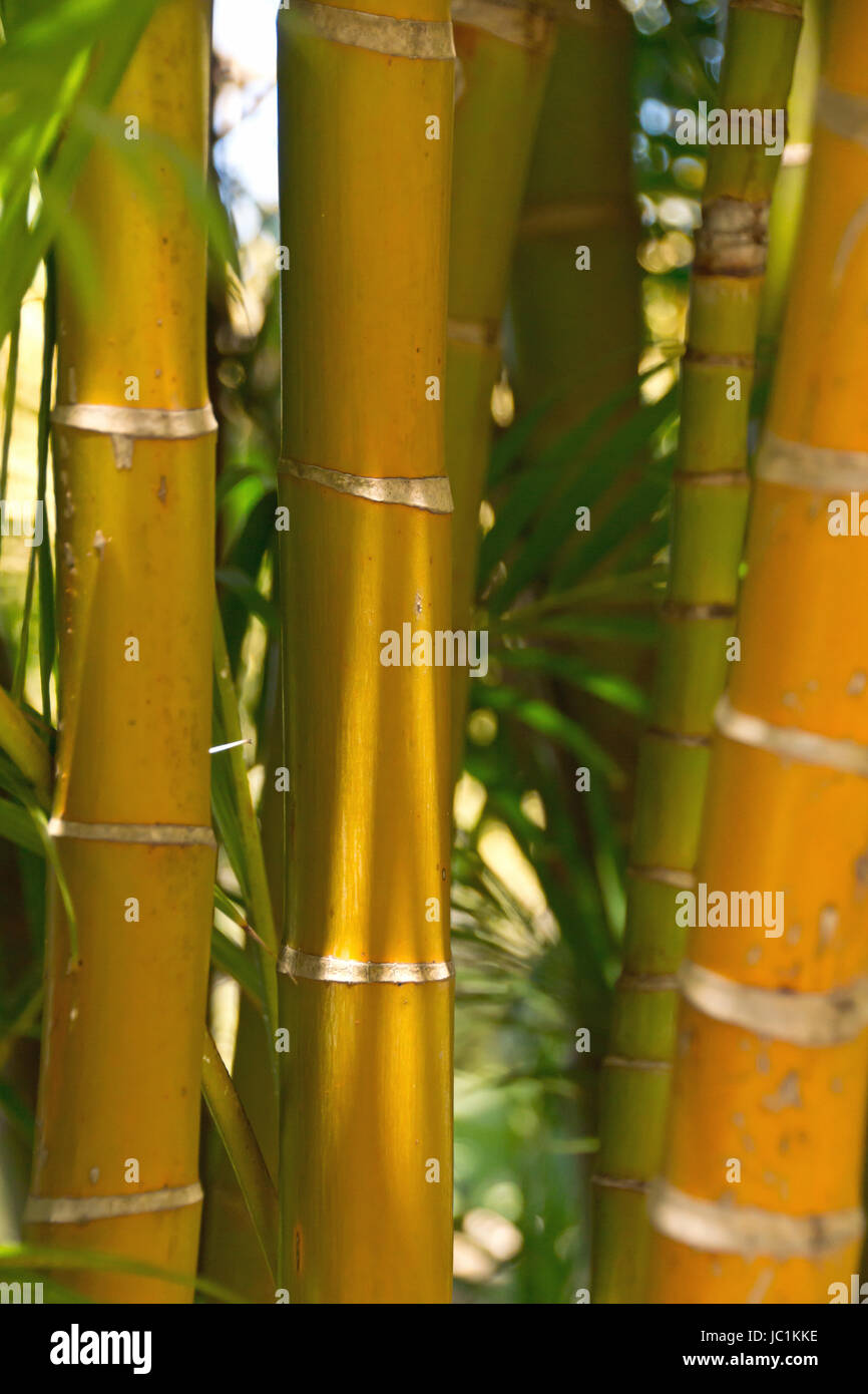Shaping bamboo hi-res stock photography and images - Alamy