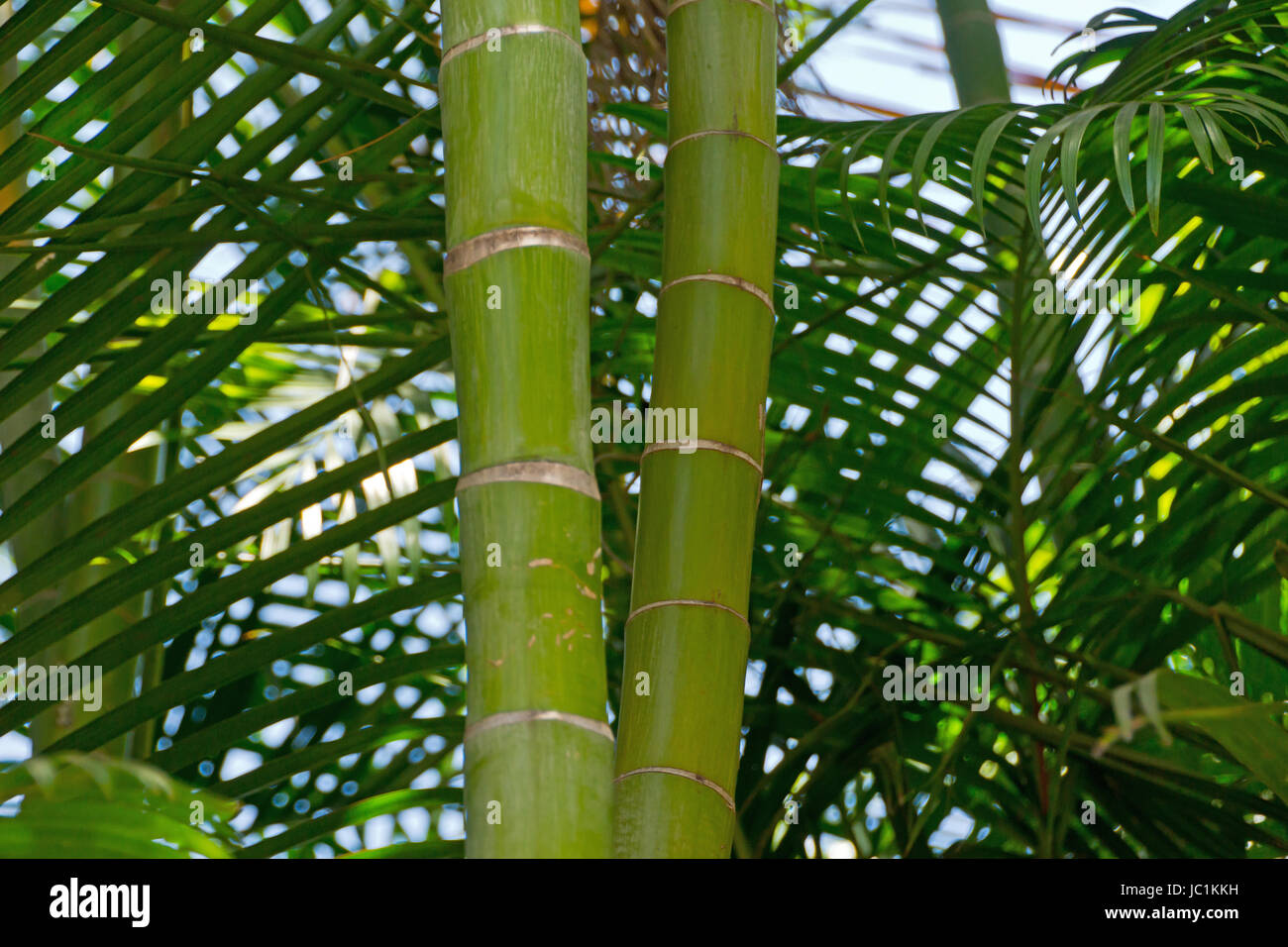 Shaping bamboo hi-res stock photography and images - Alamy