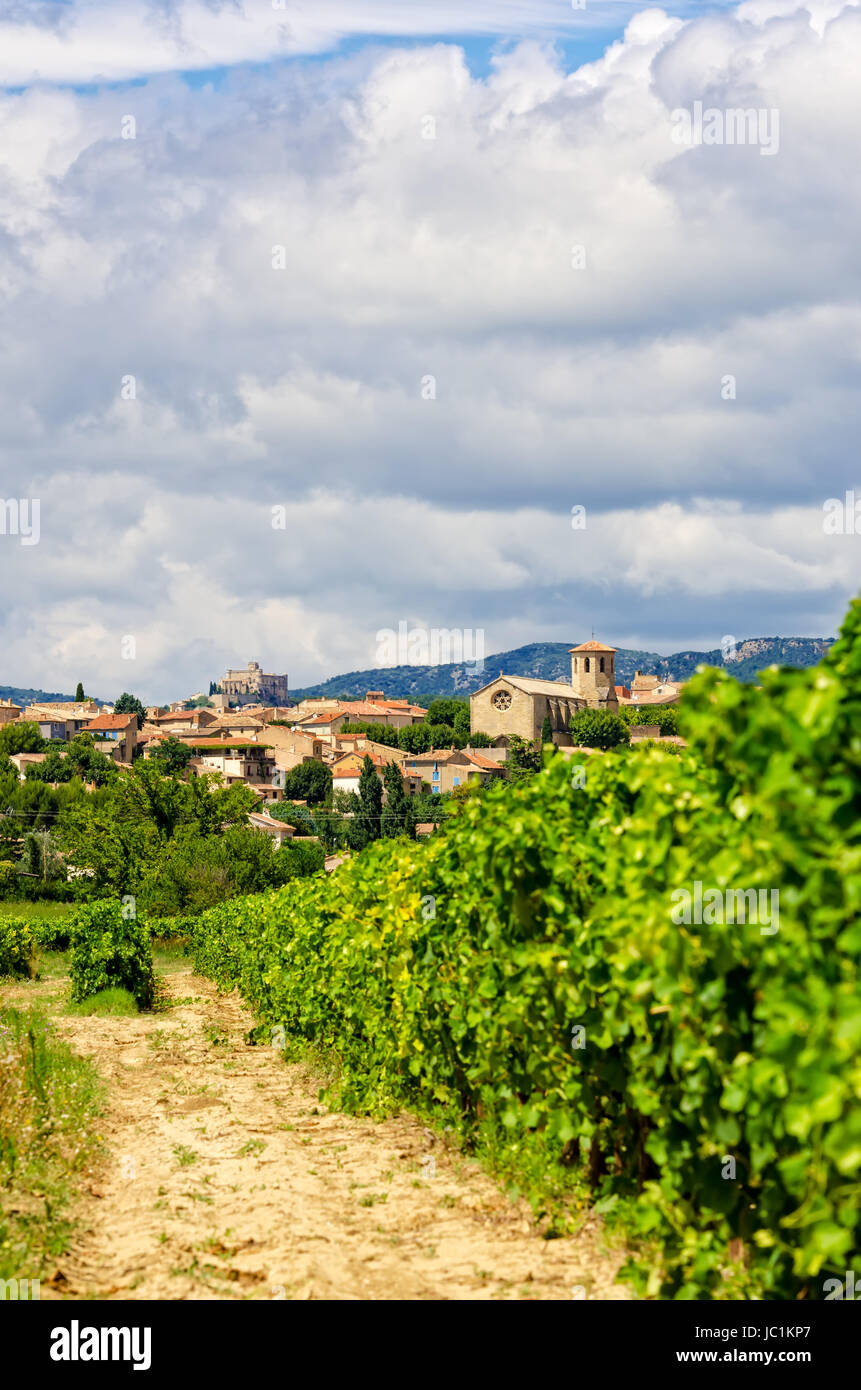 vineyard in provence Stock Photo - Alamy