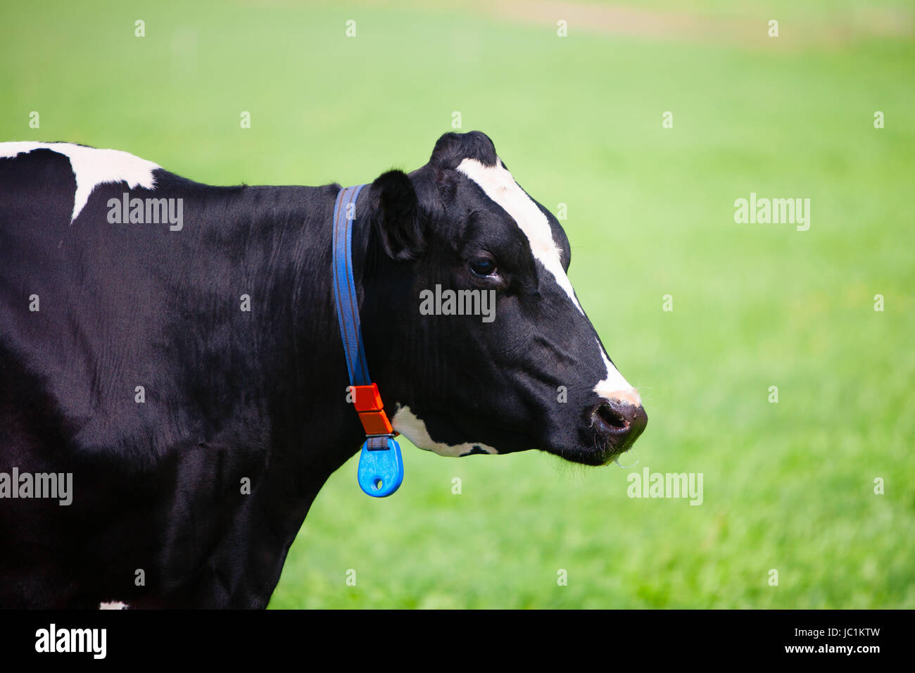 Dutch cow in the meadow Stock Photo - Alamy