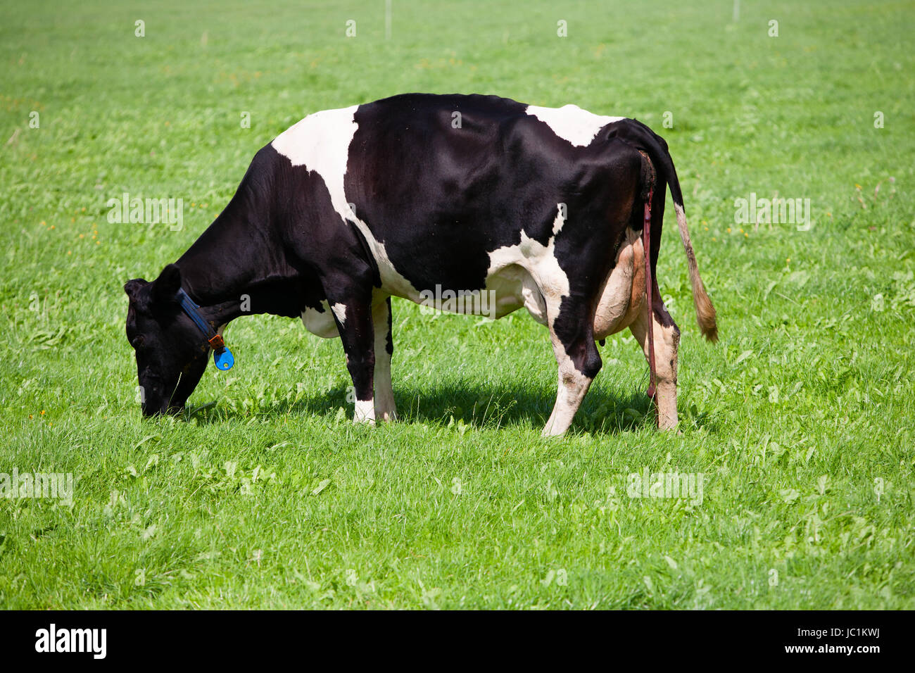 Dutch cow with placenta, the Netherlands Stock Photo - Alamy