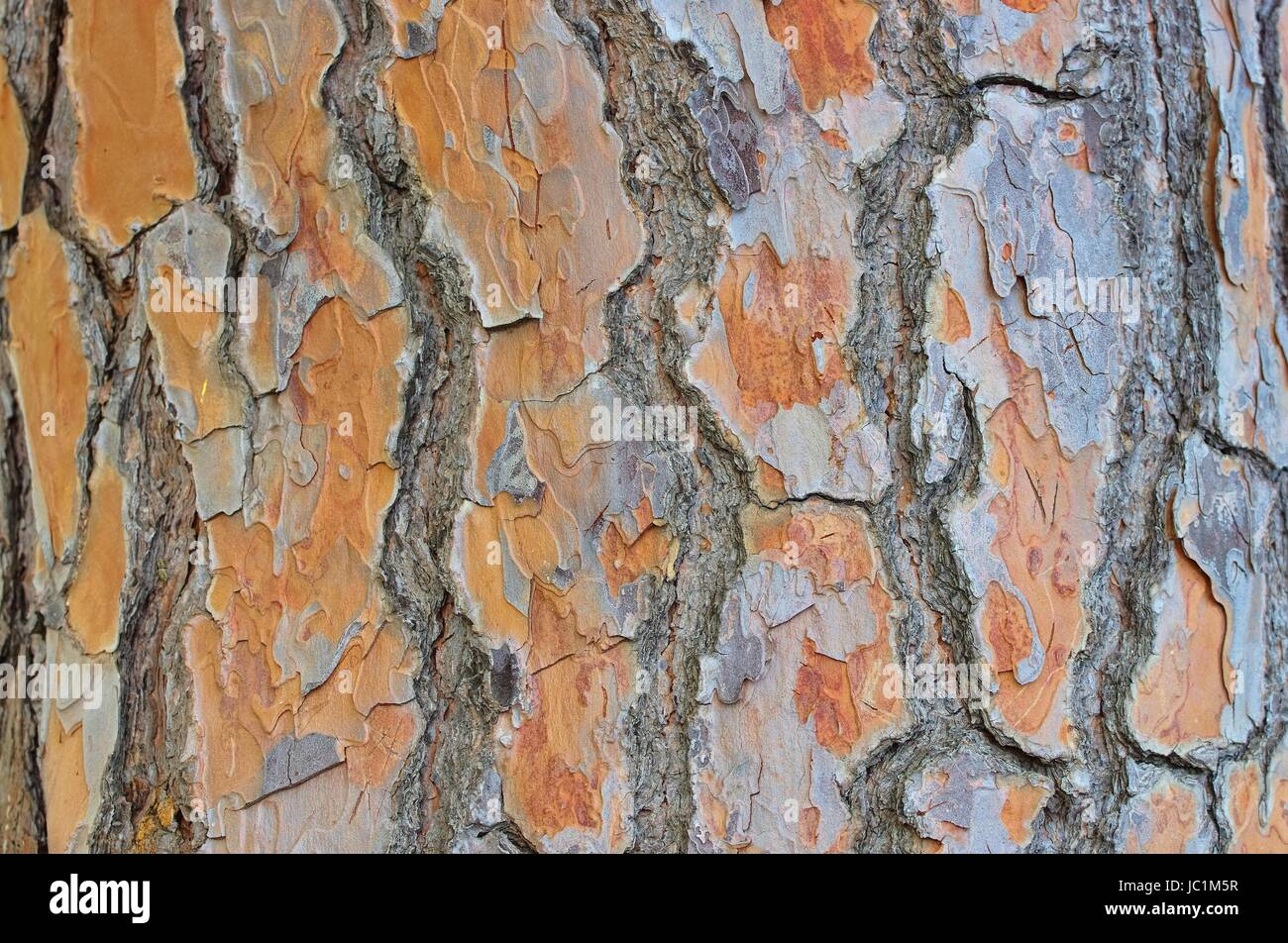 Kiefernrinde hi-res stock photography and images - Alamy