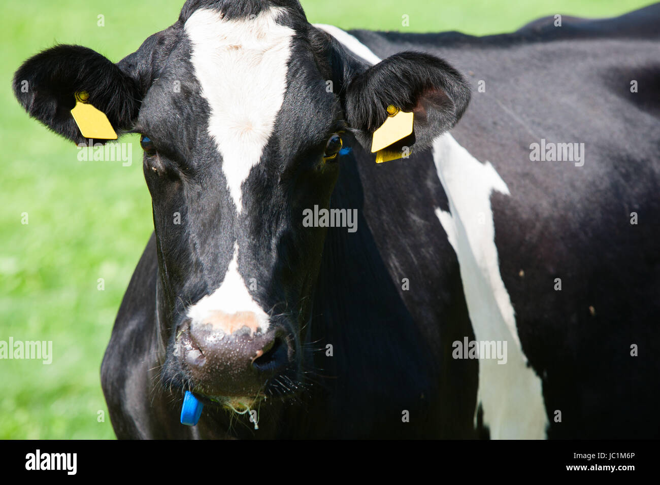 Dutch cow in the meadow Stock Photo - Alamy