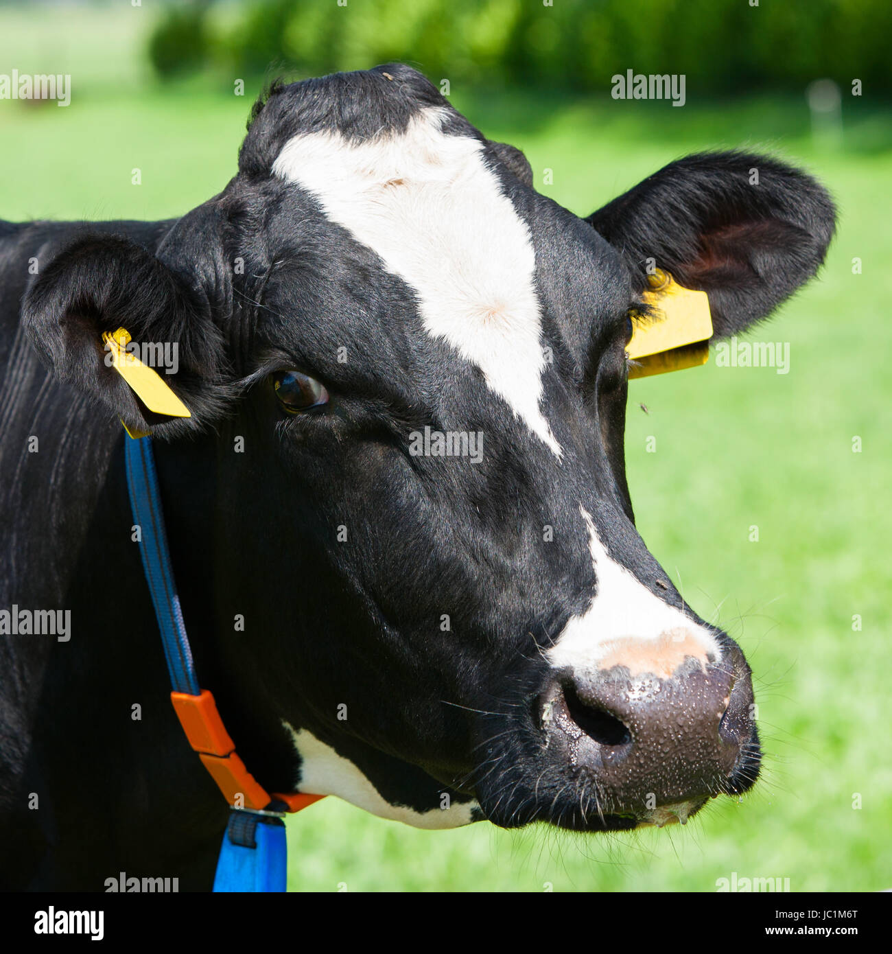 Dutch cow in the meadow Stock Photo - Alamy