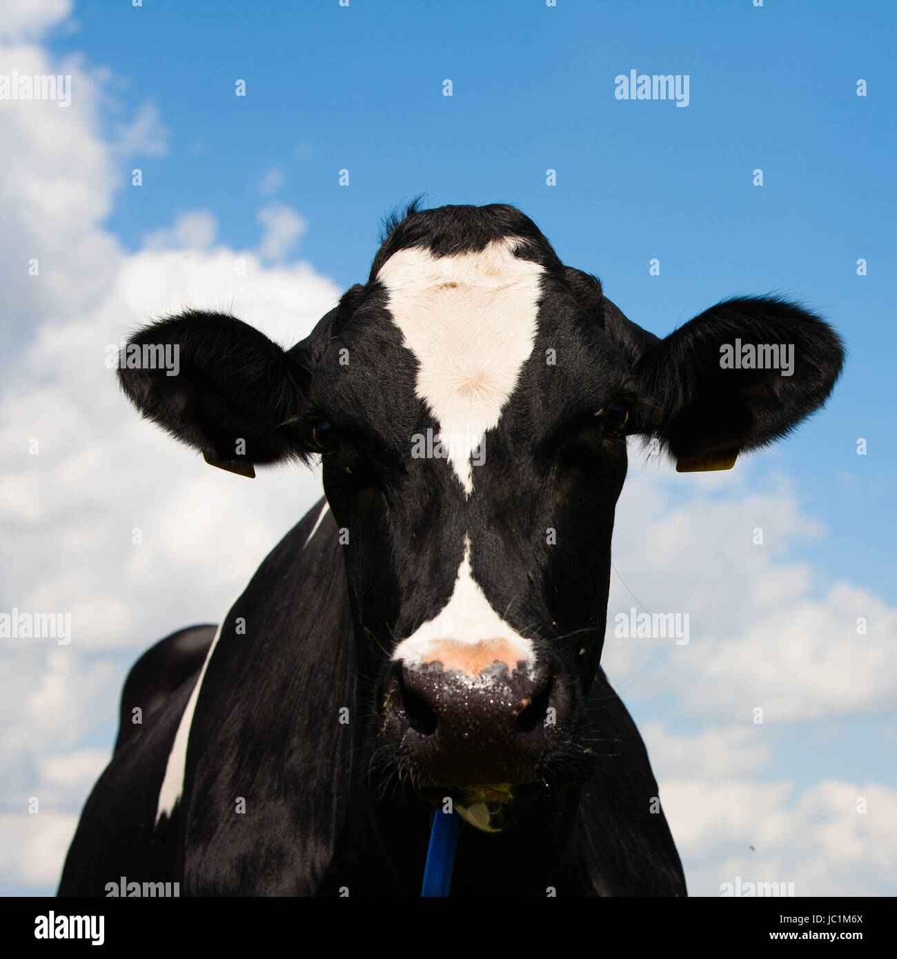 Dutch cow in the meadow Stock Photo - Alamy