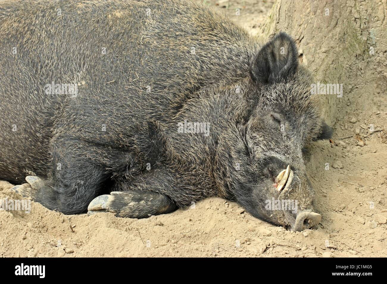 Boars teeth hi-res stock photography and images - Alamy