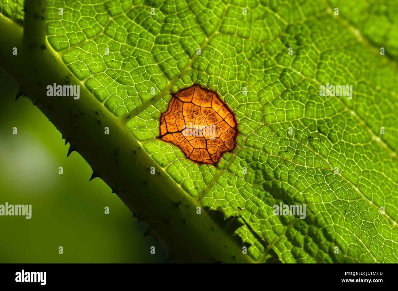 Burnt spots hi-res stock photography and images - Alamy