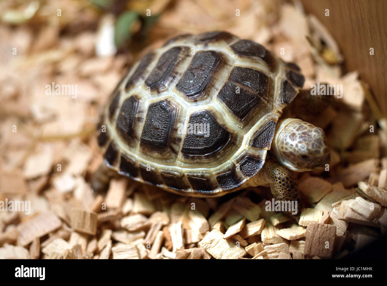 Baby tortoise hi-res stock photography and images - Alamy