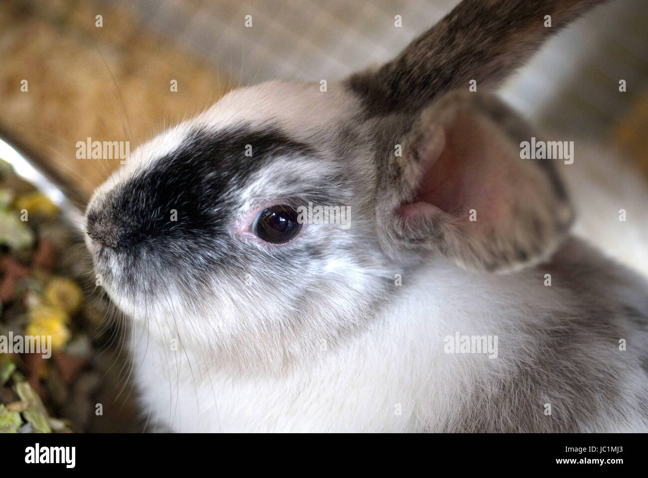 Cute black and white rabbit / Bunny Stock Photo - Alamy