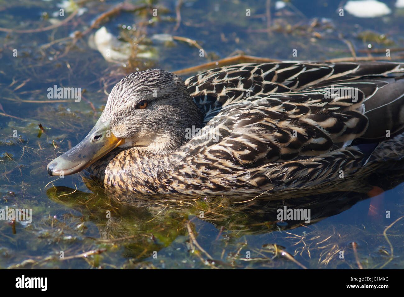 Gray duck hi-res stock photography and images - Alamy