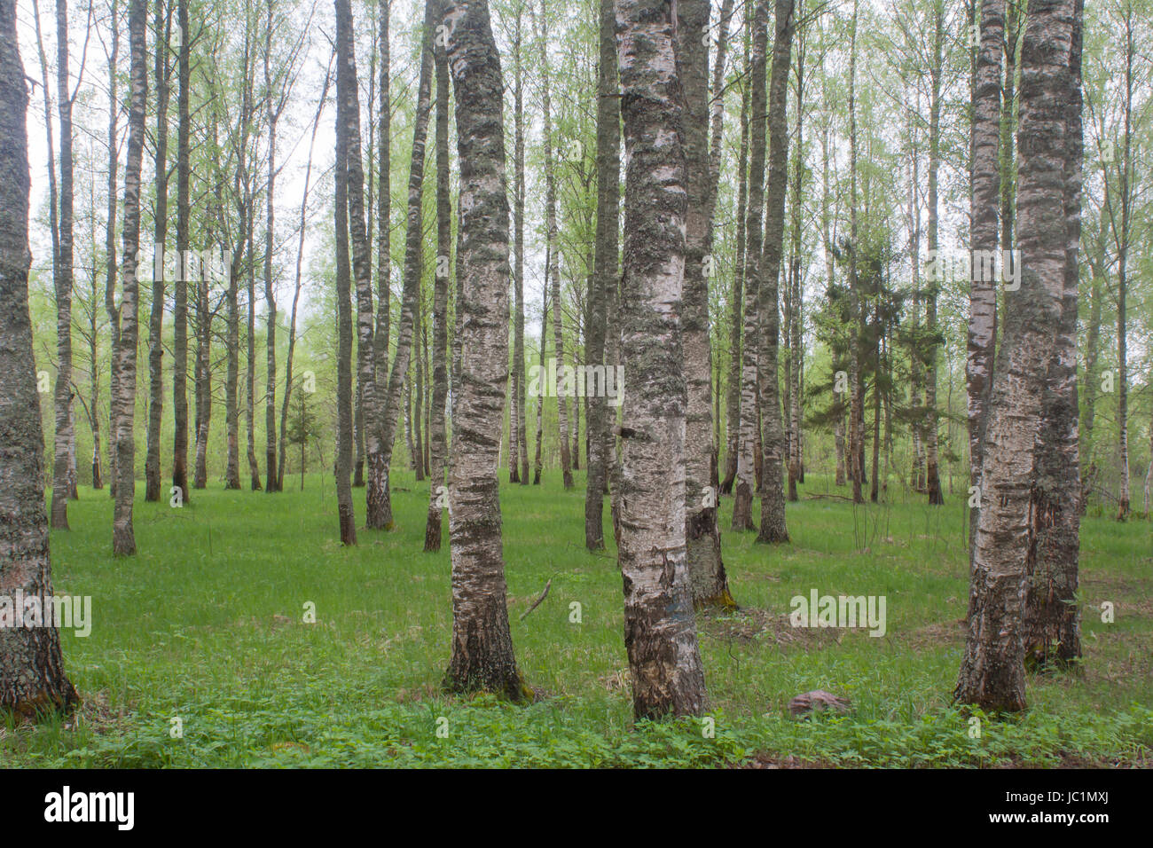 birch grove at spring Stock Photo - Alamy