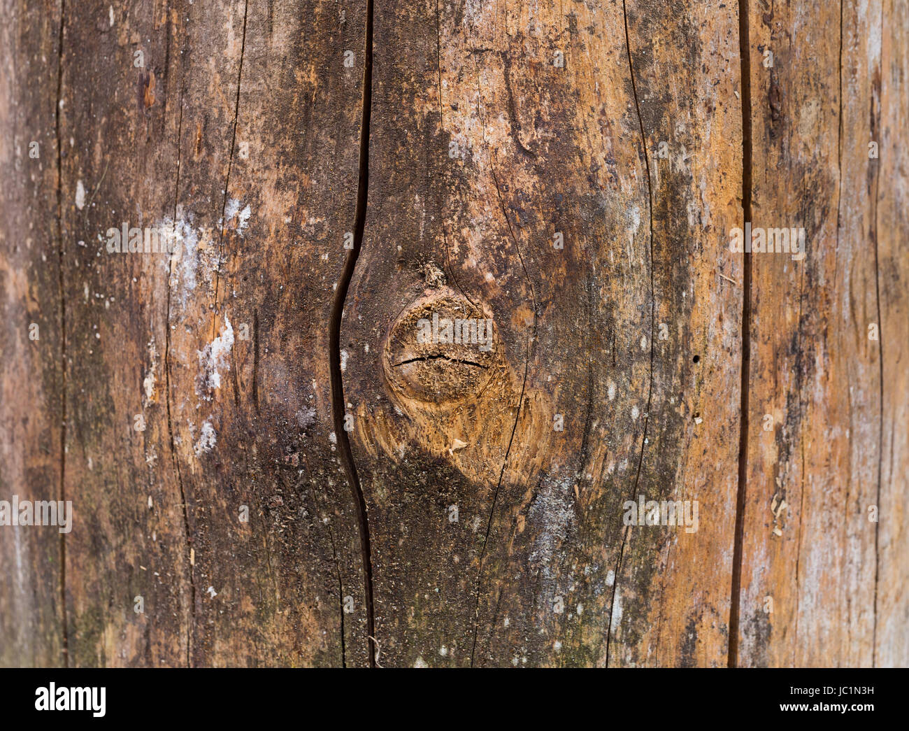Old wood log texture background Stock Photo - Alamy