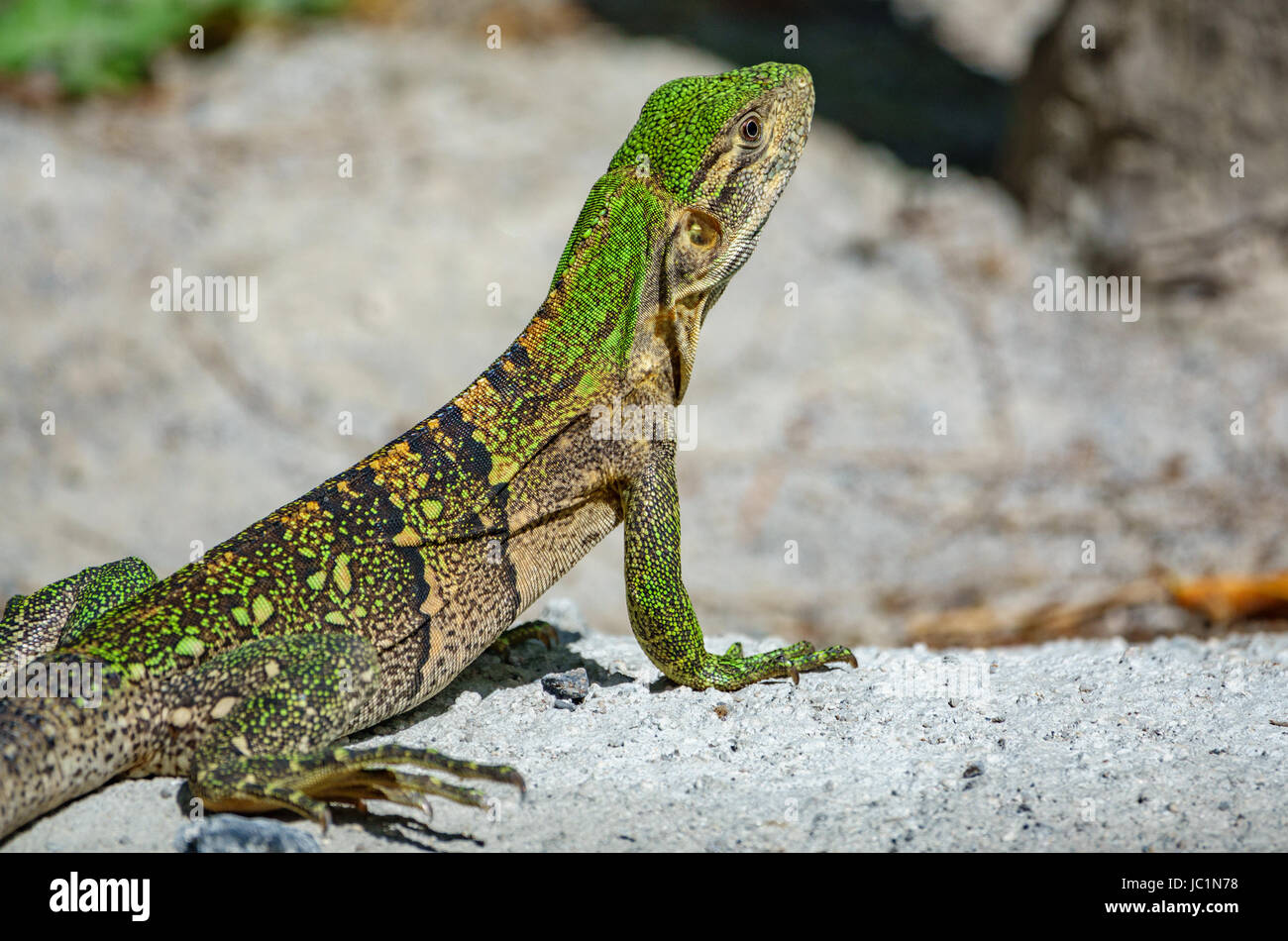 Closeup rear view of green lizard Stock Photo - Alamy