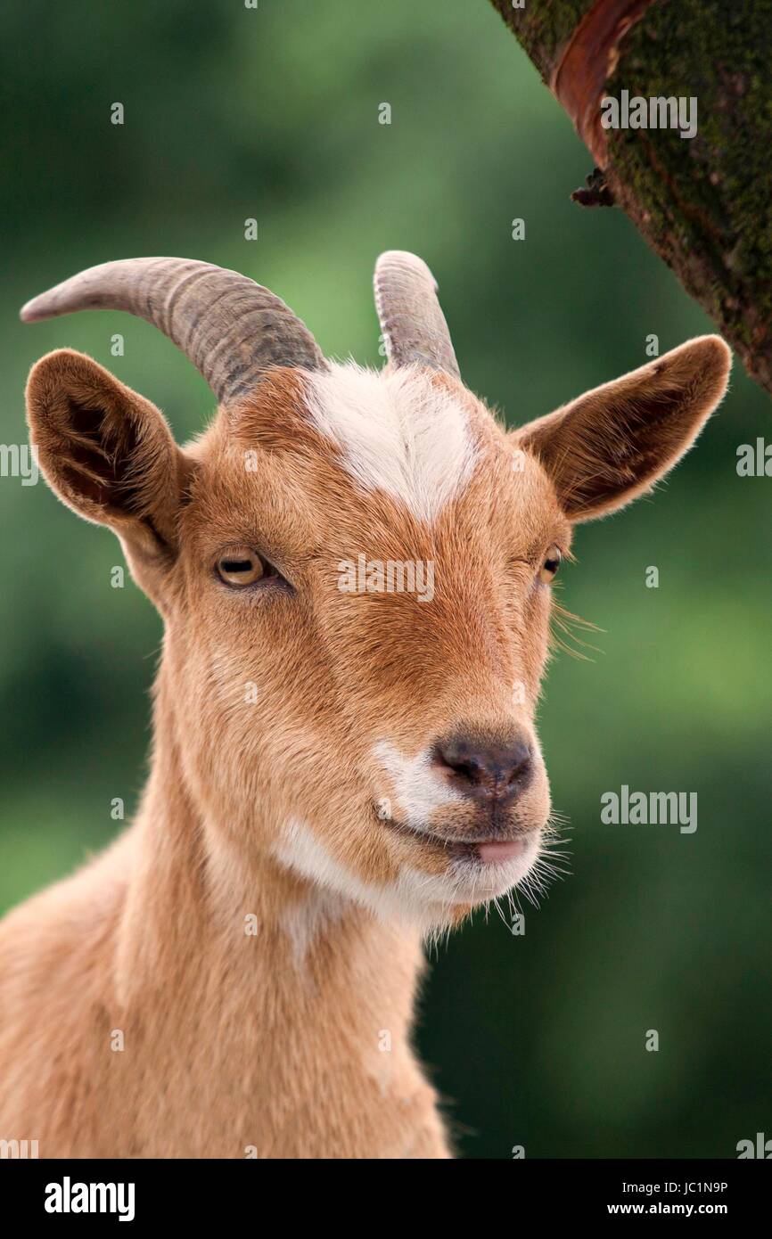 portrait of a goat Stock Photo - Alamy