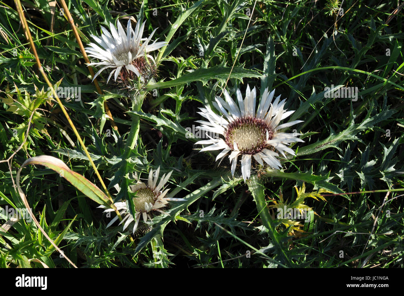 Silberdistel hi-res stock photography and images - Alamy