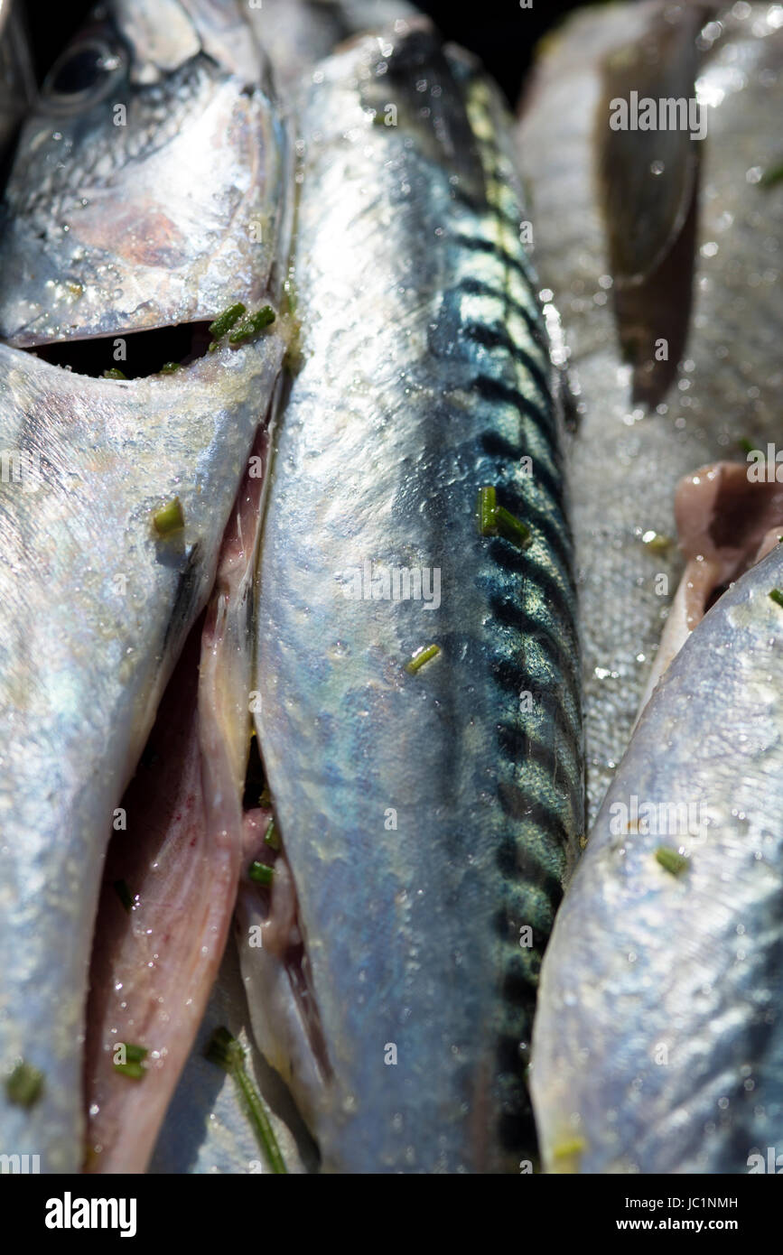 Silvery mackerel fish closeup Stock Photo - Alamy