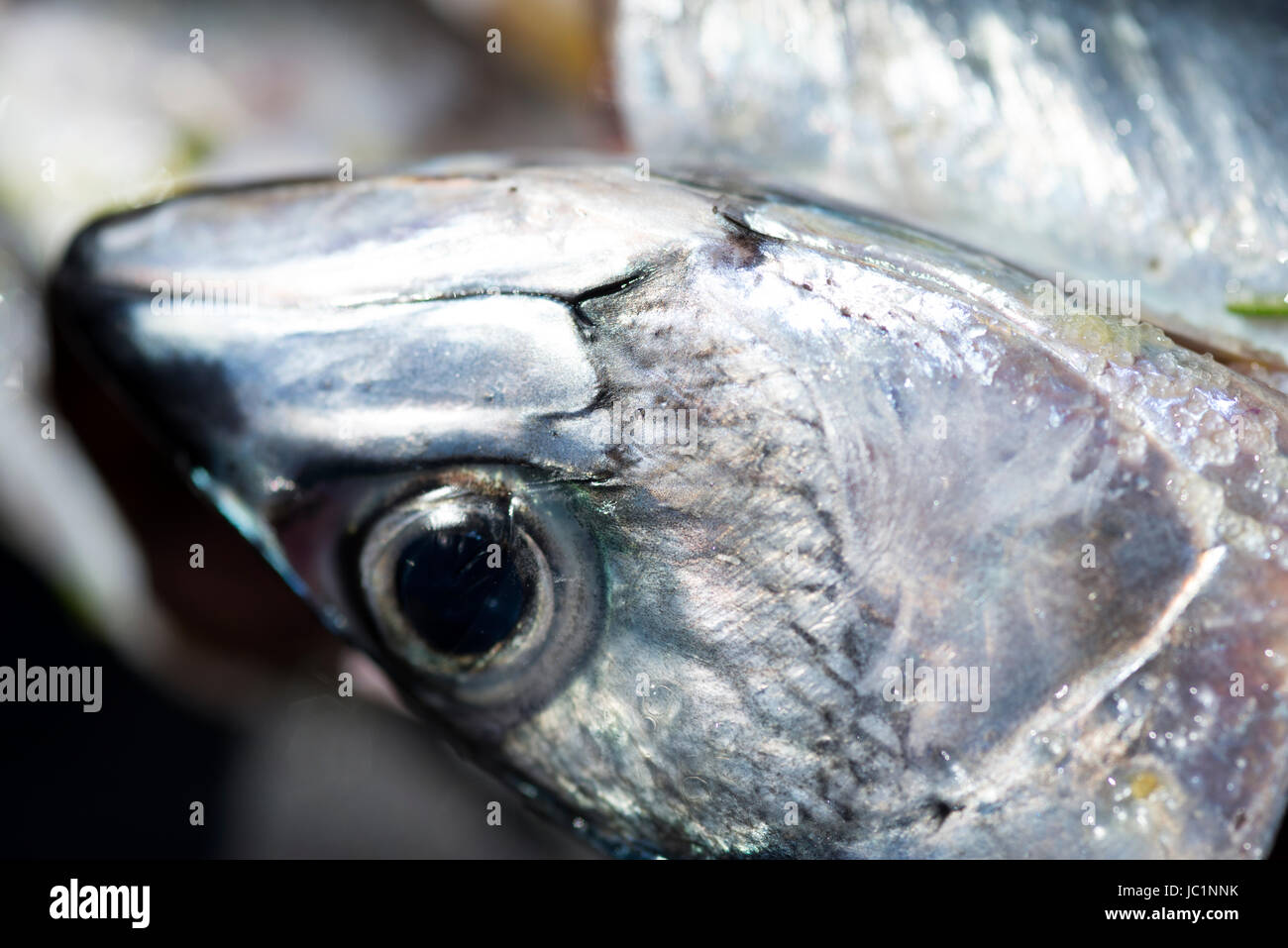 Silvery mackerel fish closeup Stock Photo - Alamy