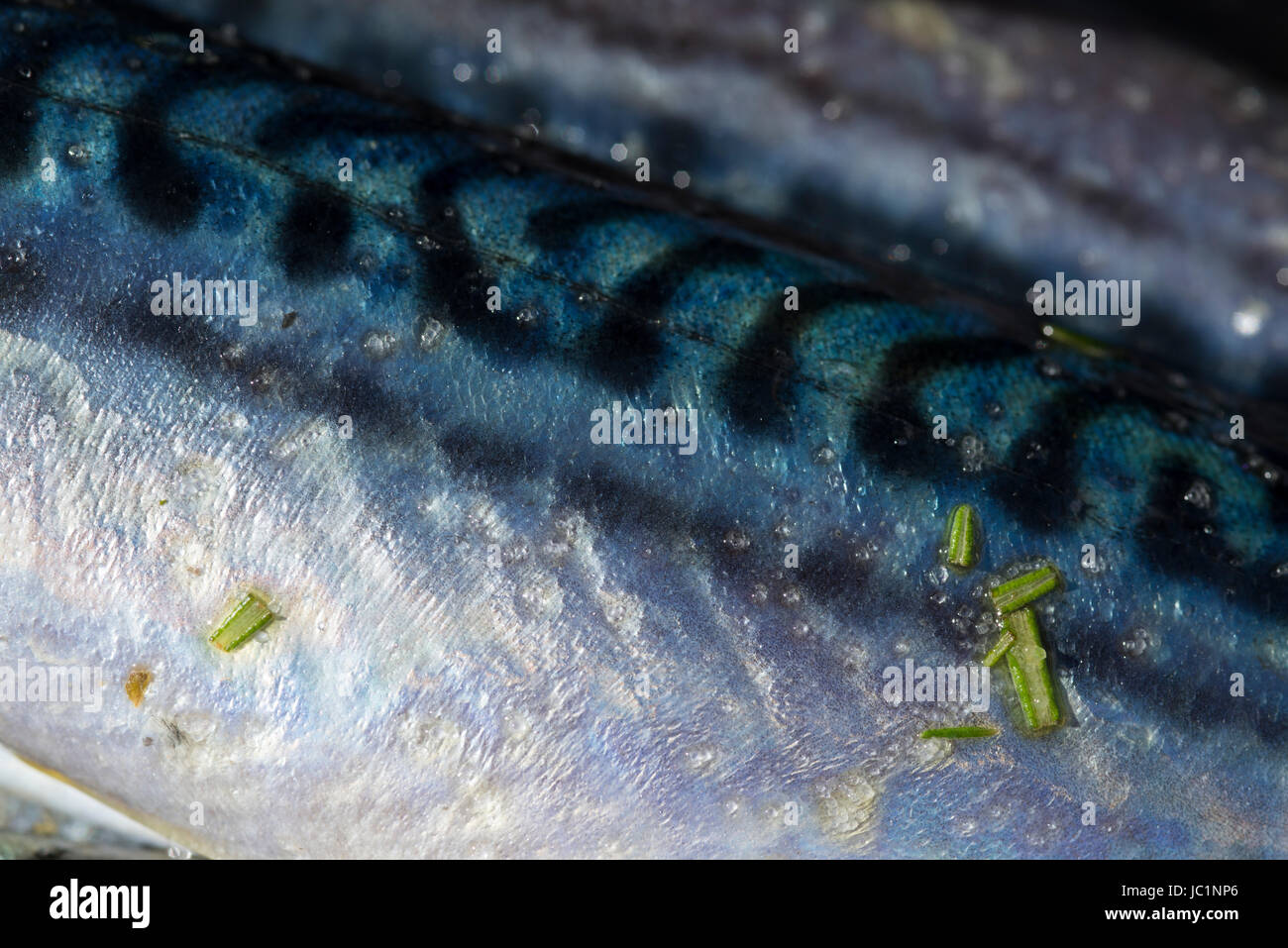 Silvery mackerel fish closeup Stock Photo - Alamy