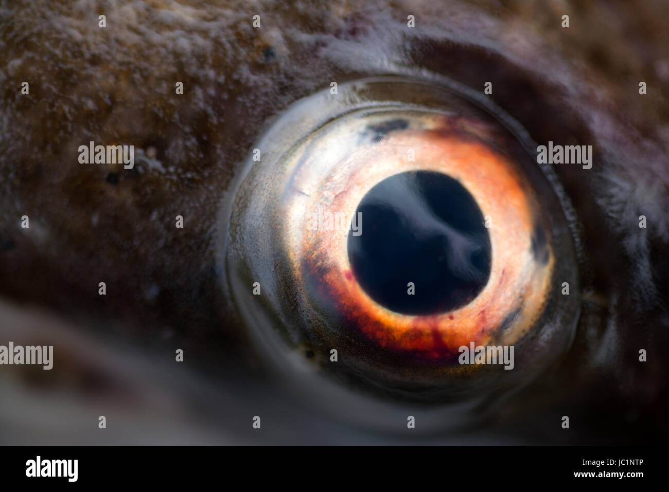 Cod eye hi-res stock photography and images - Alamy