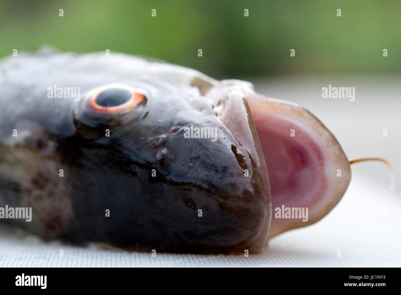 Scandinavia white fish hi-res stock photography and images - Alamy