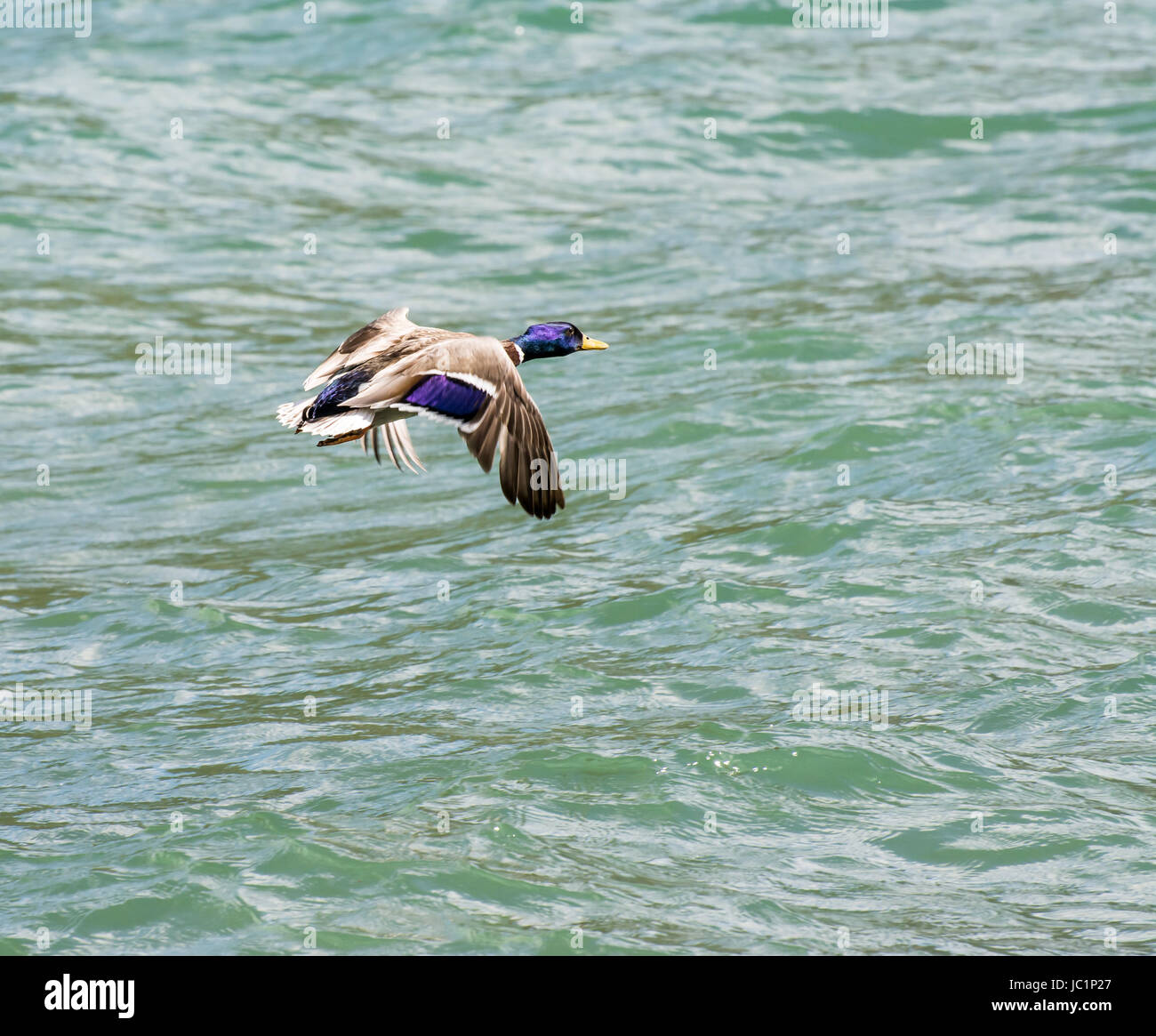 Duck flying over the water Stock Photo - Alamy