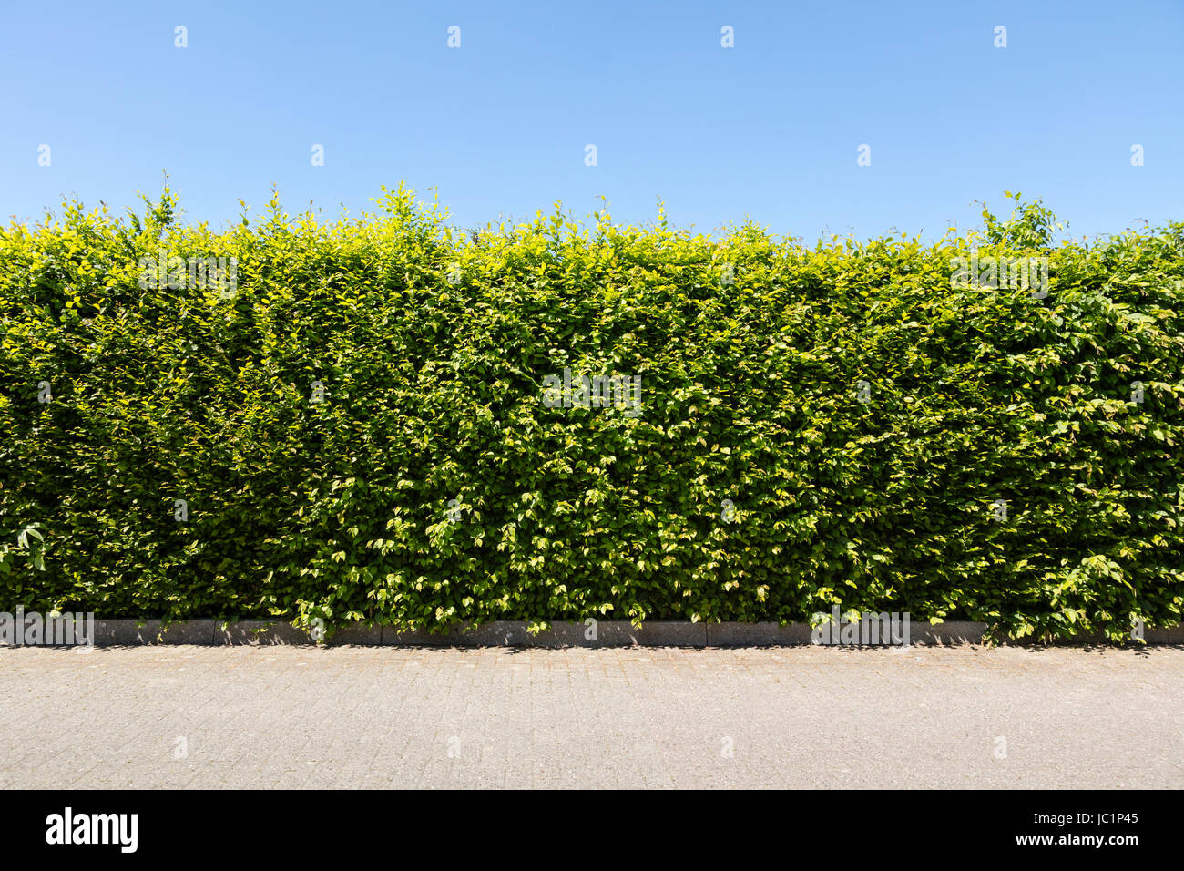 Beech garden hedge hi-res stock photography and images - Alamy