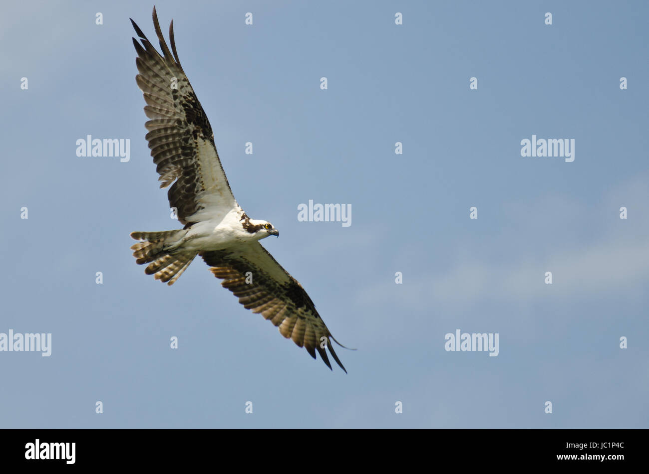 Osprey Flying in a Clear Blue Sky Stock Photo - Alamy