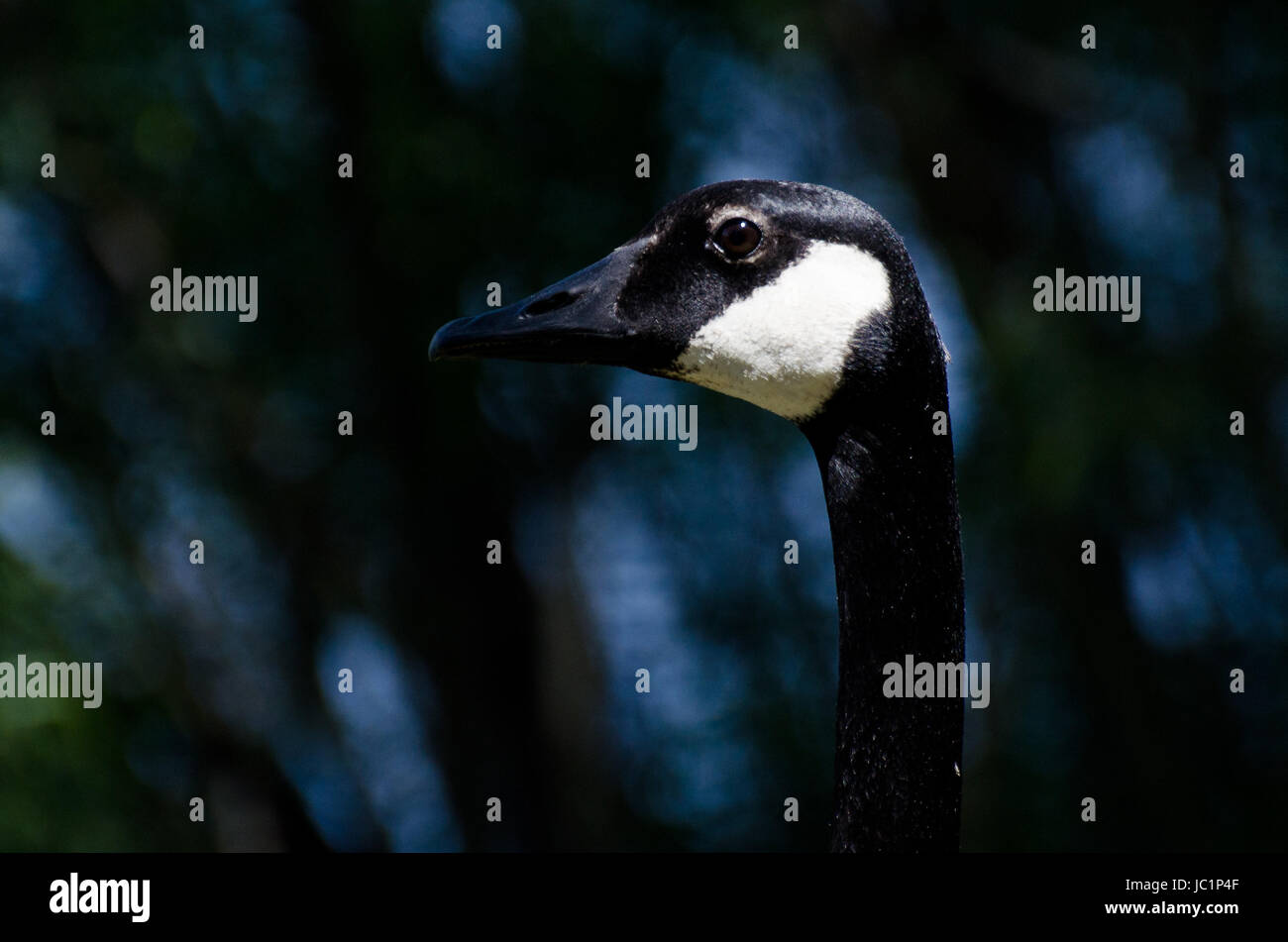 Canada Goose Profile Stock Photo - Alamy