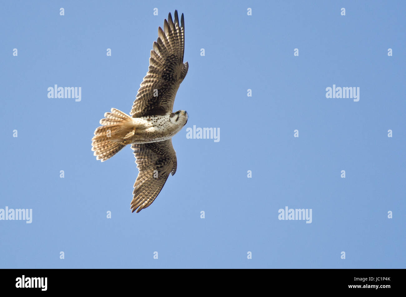 Prairie Falcon Hunting on the Wing Stock Photo - Alamy